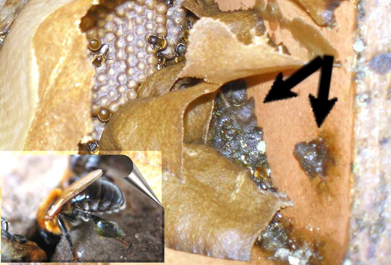 Abelhas do Sabugi - PB: Cera, Própolis, Cerume e Geoprópolis.