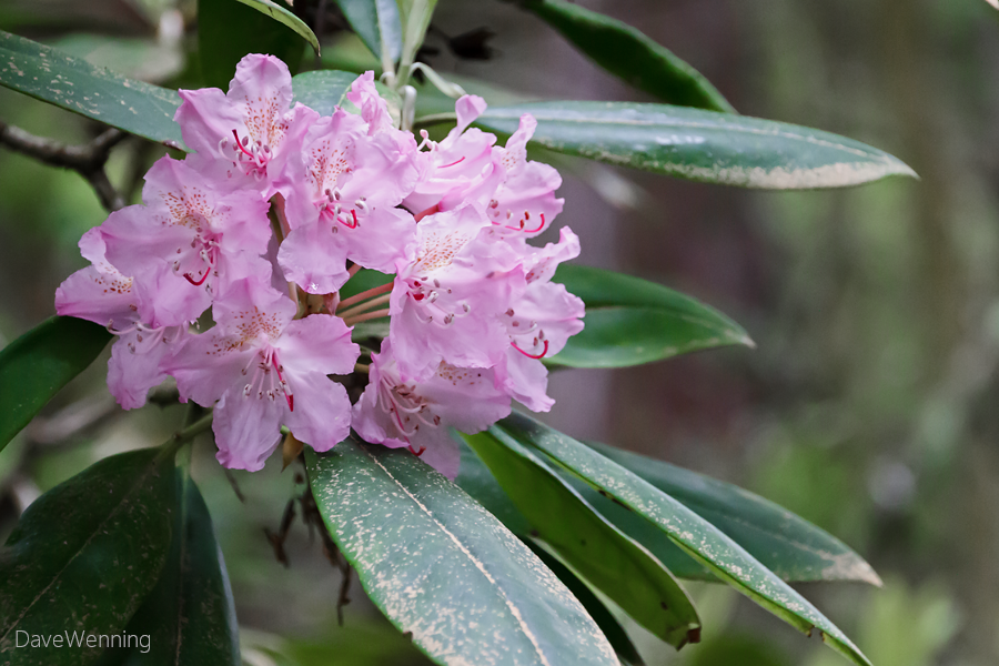 My 2014 Pacific Rhododendron Adventure