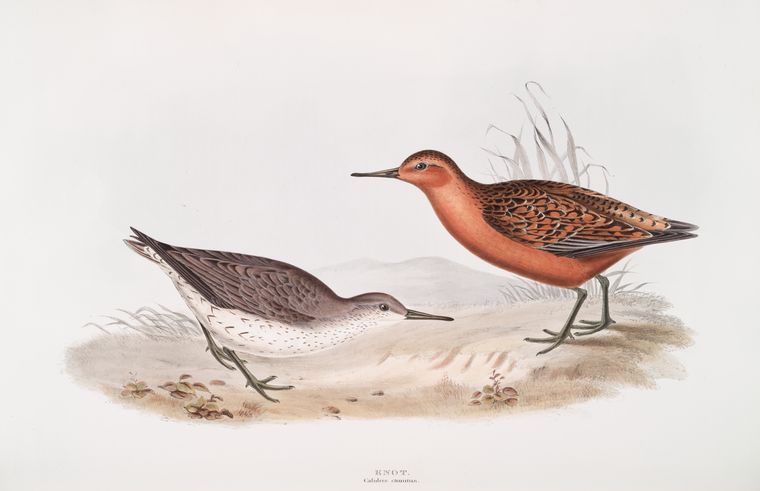 HISTORIAS ZOOLOGICAS: PLAYERO ROJIZO (Calidris canutus): EL AVE LUNAR