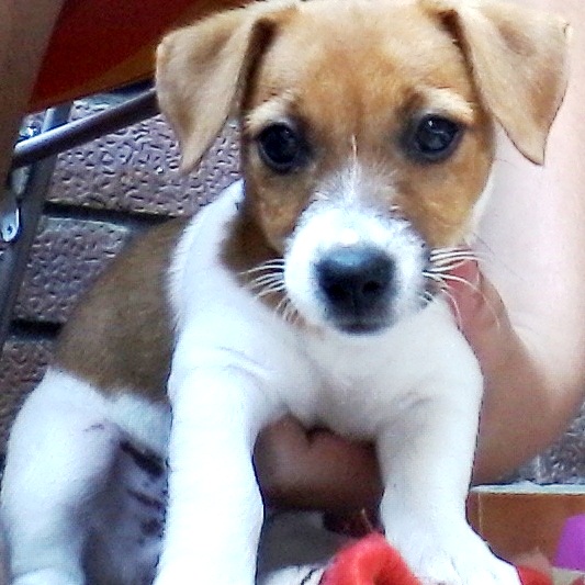 Jack Russell - Puro Terrier: Hoy protagoniza Puro Terrier: Siri