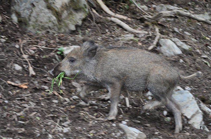 ZOOTOGRAFIANDO (6.100 ANIMALS): JABALÍ COMÚN / WILD BOAR (Sus scrofa)
