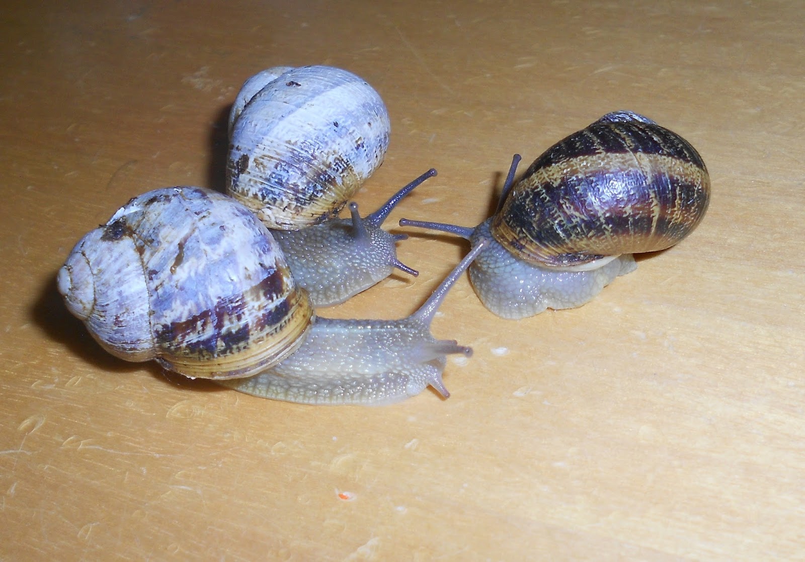 Colegio El Pino de Obregón (sede Camino Viejo de Simancas): ¡CARACOLES!