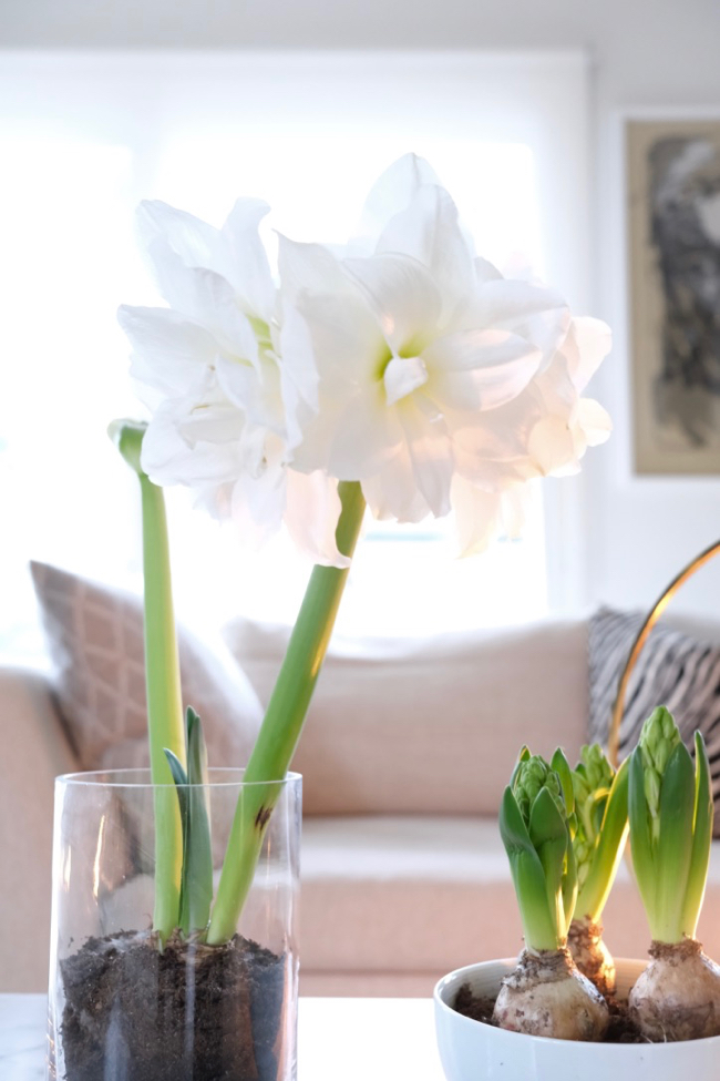 Valkoiset joulukukat