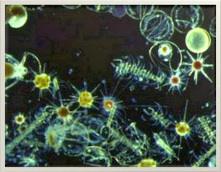 Pengertian Plankton dan Peranan Plankton | Seputar Dunia Laut