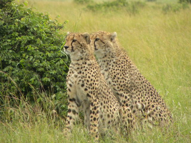 Lo'mon LeHeritage: Masai Mara - Early Migration Signs
