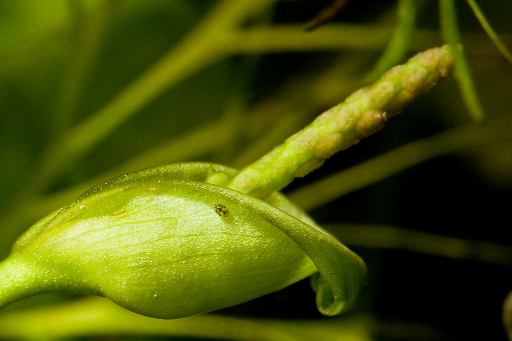 Real Monstrosities: Ostracod