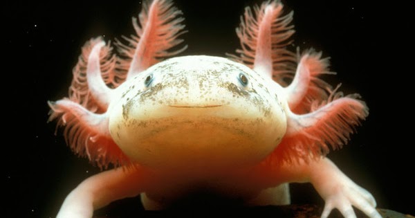 El Ajolote de Xochimilco