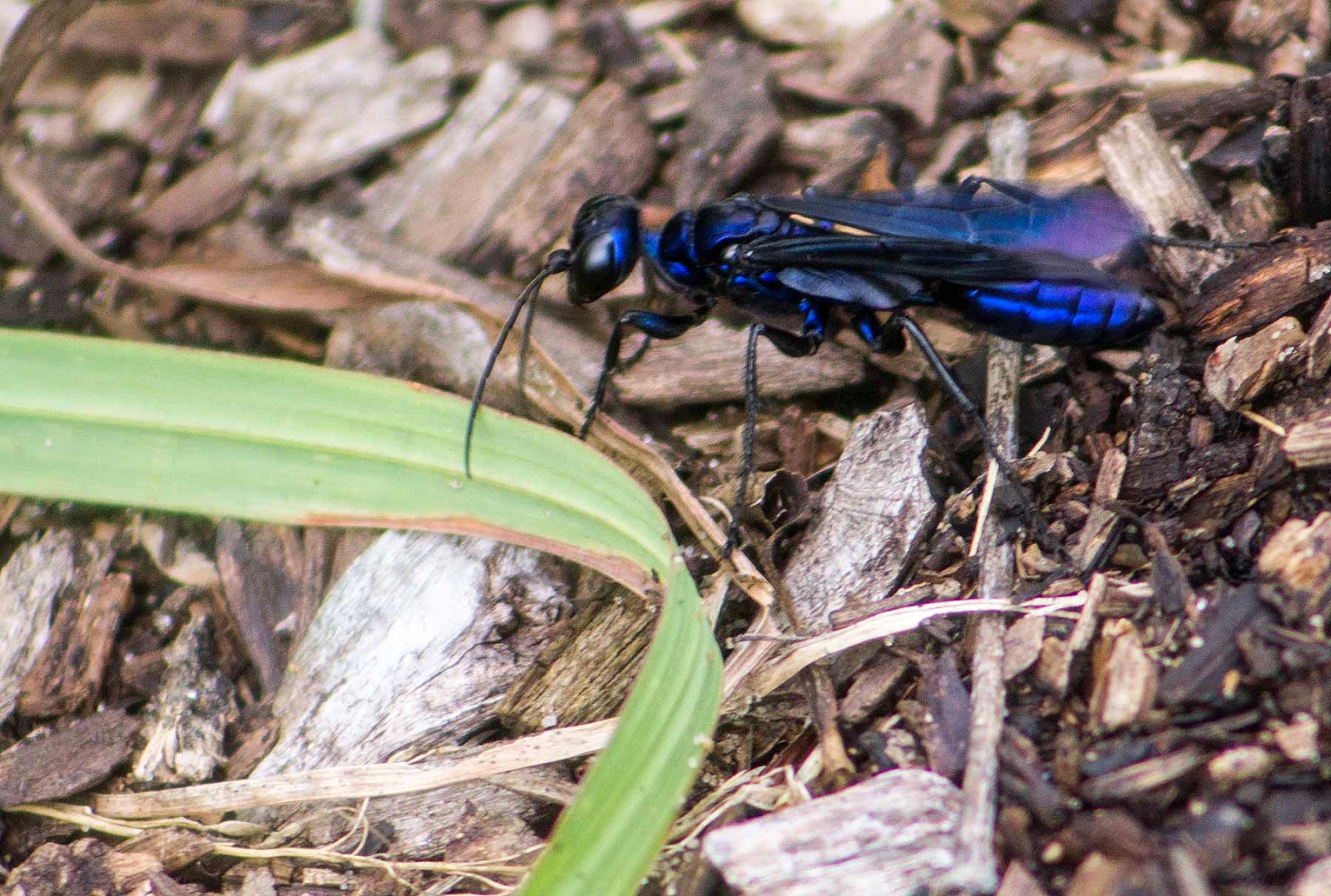 Lake County Naturalist: Family Trees Revisited