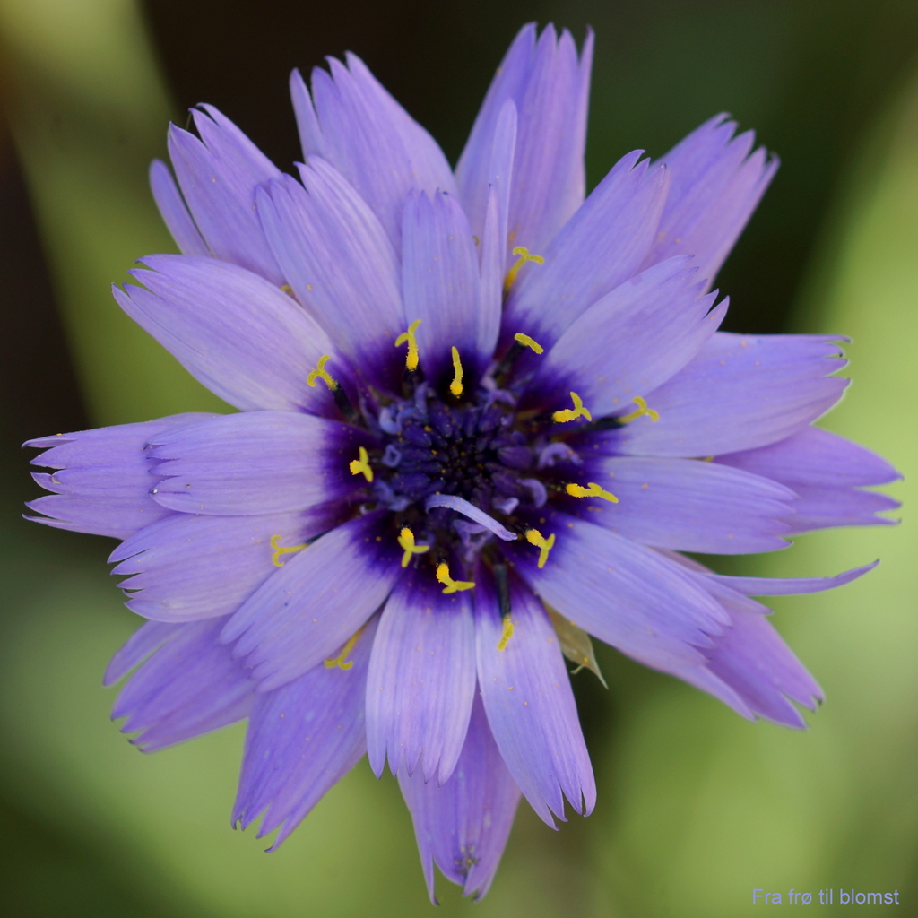 Fra frø til blomst: Blå blomster i august haven