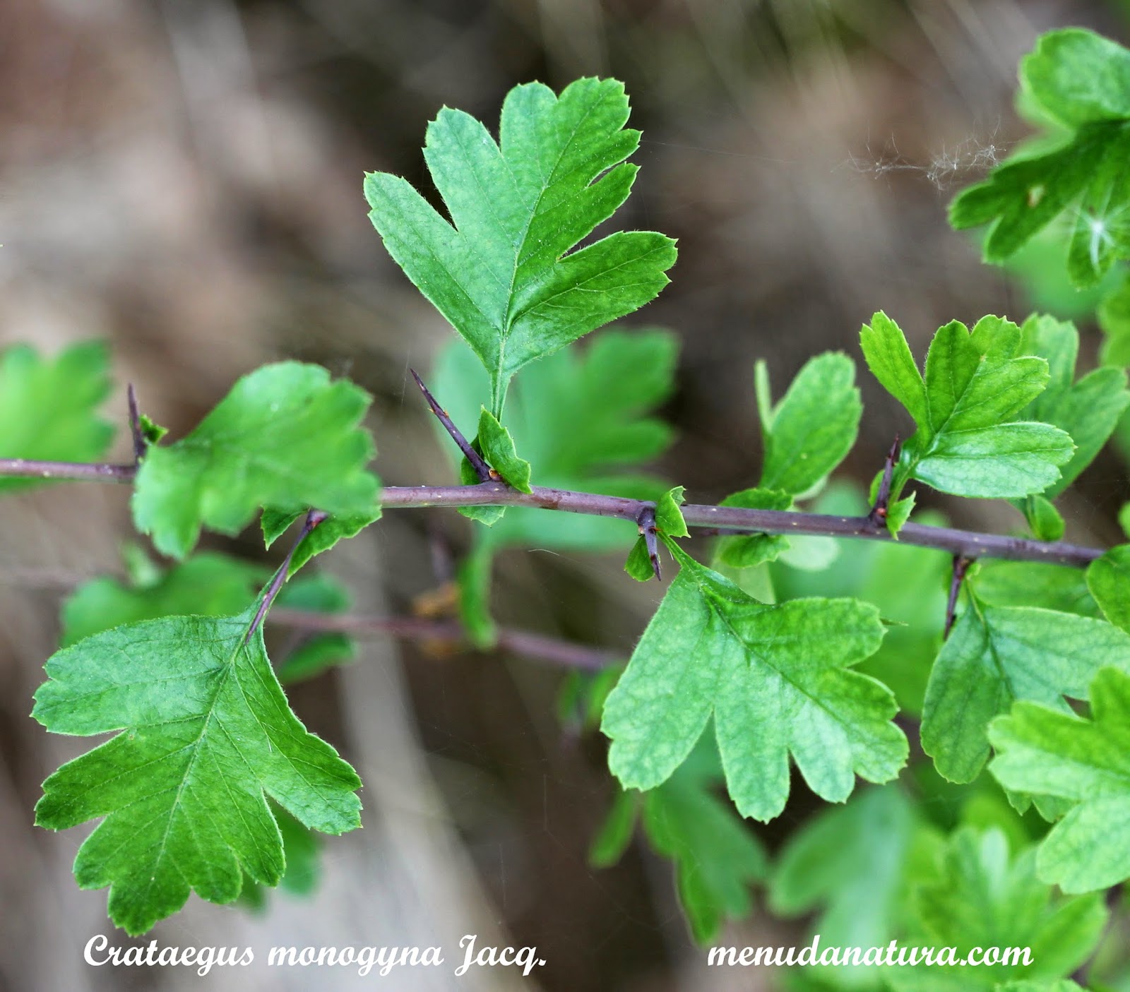 Menuda Natura: Crataegus monogyna Jacq.