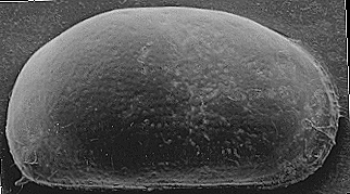 Variety of Life: Cytherideinae