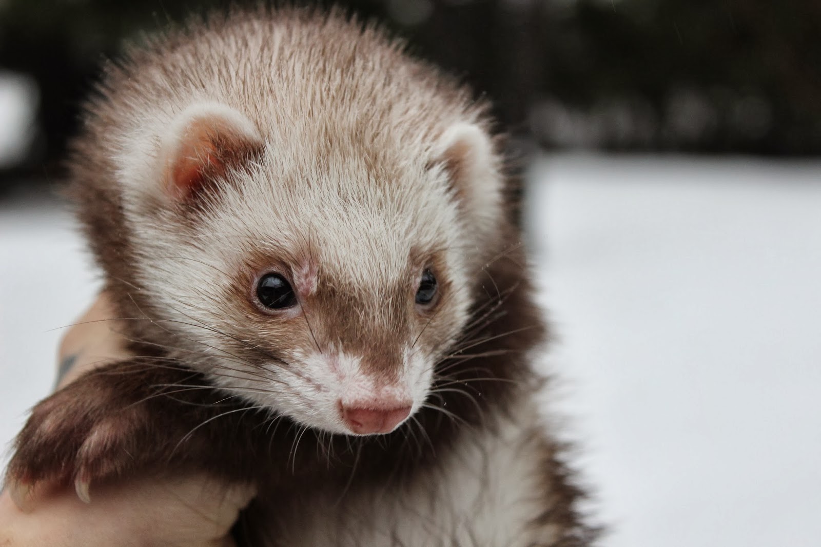 Viimeiset lumiset kuvat | Taskuvarkaani frettiblogi