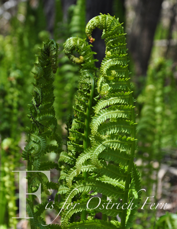 Three Dogs in a Garden: The Letters E and F