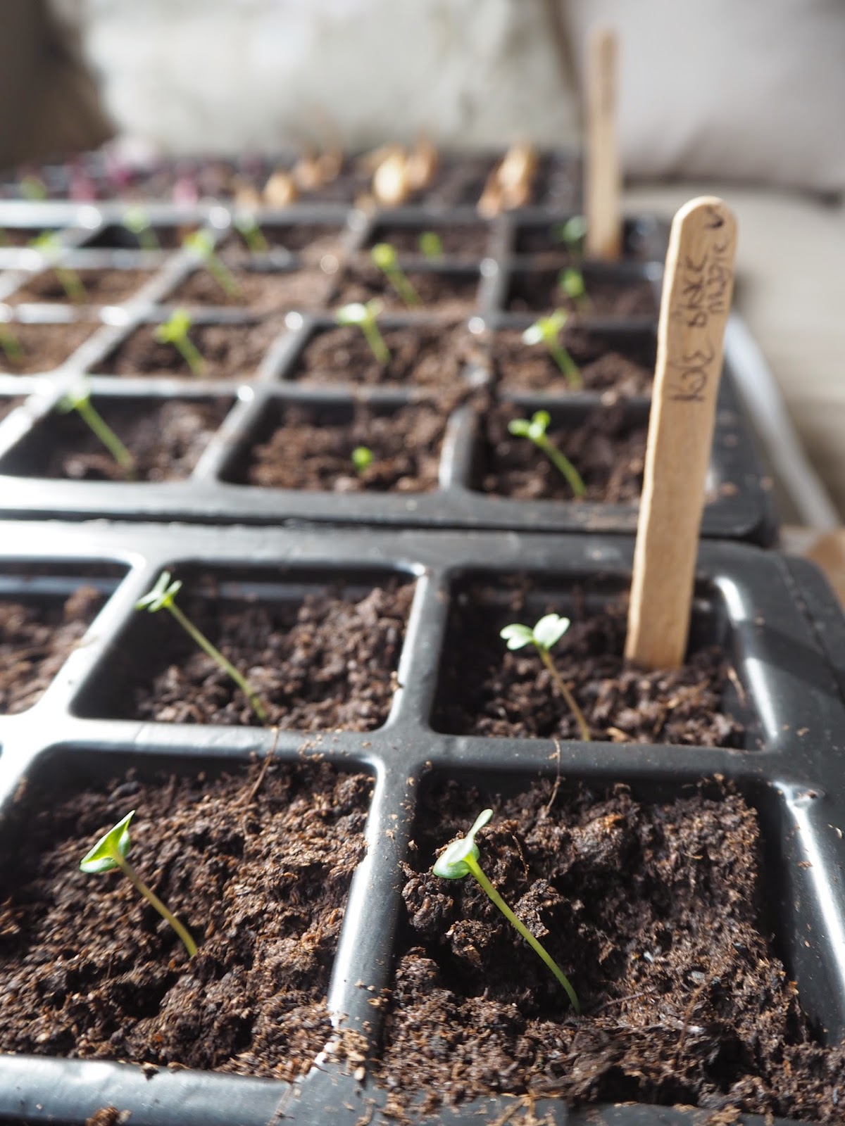 Spring Seed Planting - How to Have A Cutting Garden - Roses and Rolltops