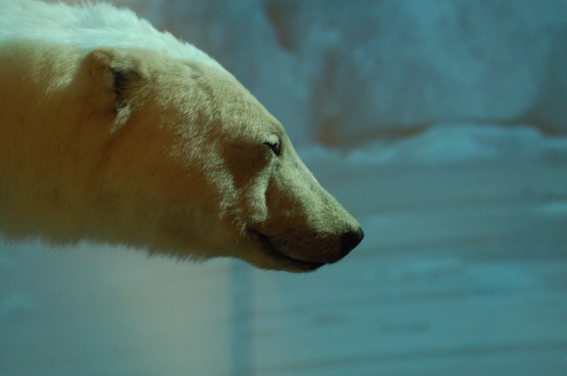 Poetry: Inuit Poem - I Remember the White Bear.