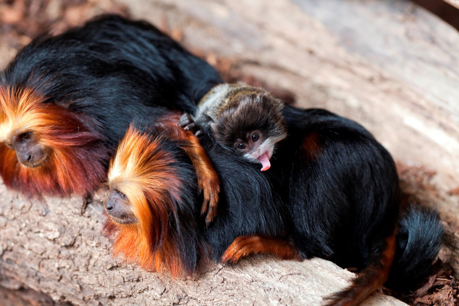 Brazil klon 8 spesies haiwan | SK Jeram Batu 20