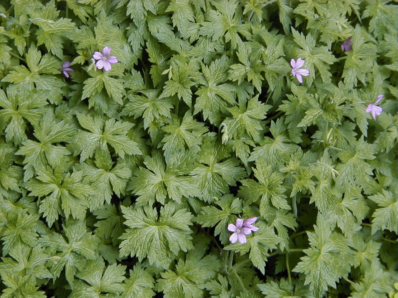 Domowe sposoby na ból ucha | Poradnik Moniki