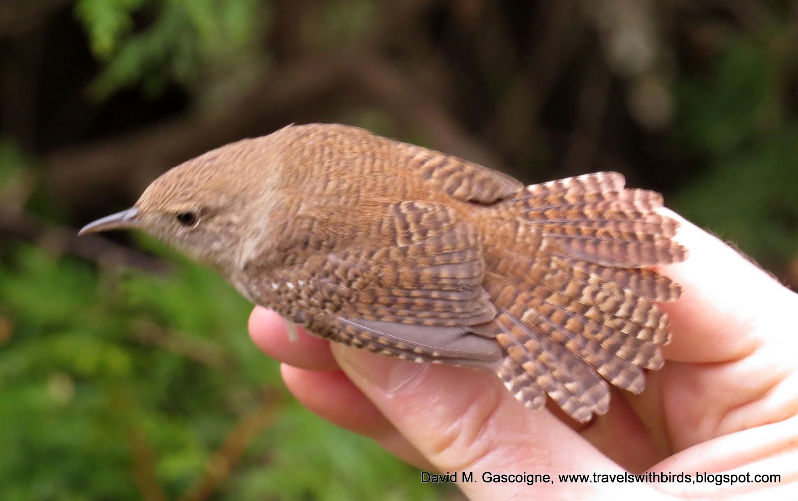Bird Banding and Annual Visit of Waterloo Region Nature Kids and Teens ...