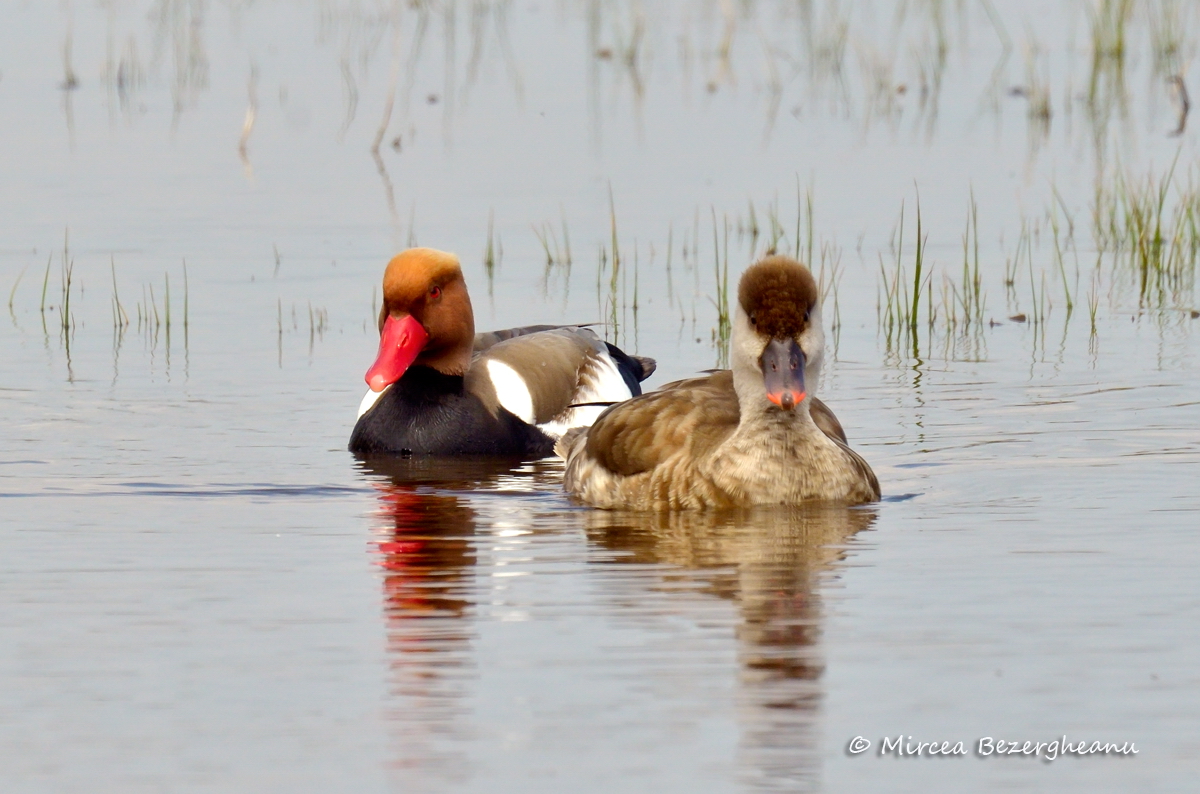 Sa vorbim despre Rațe