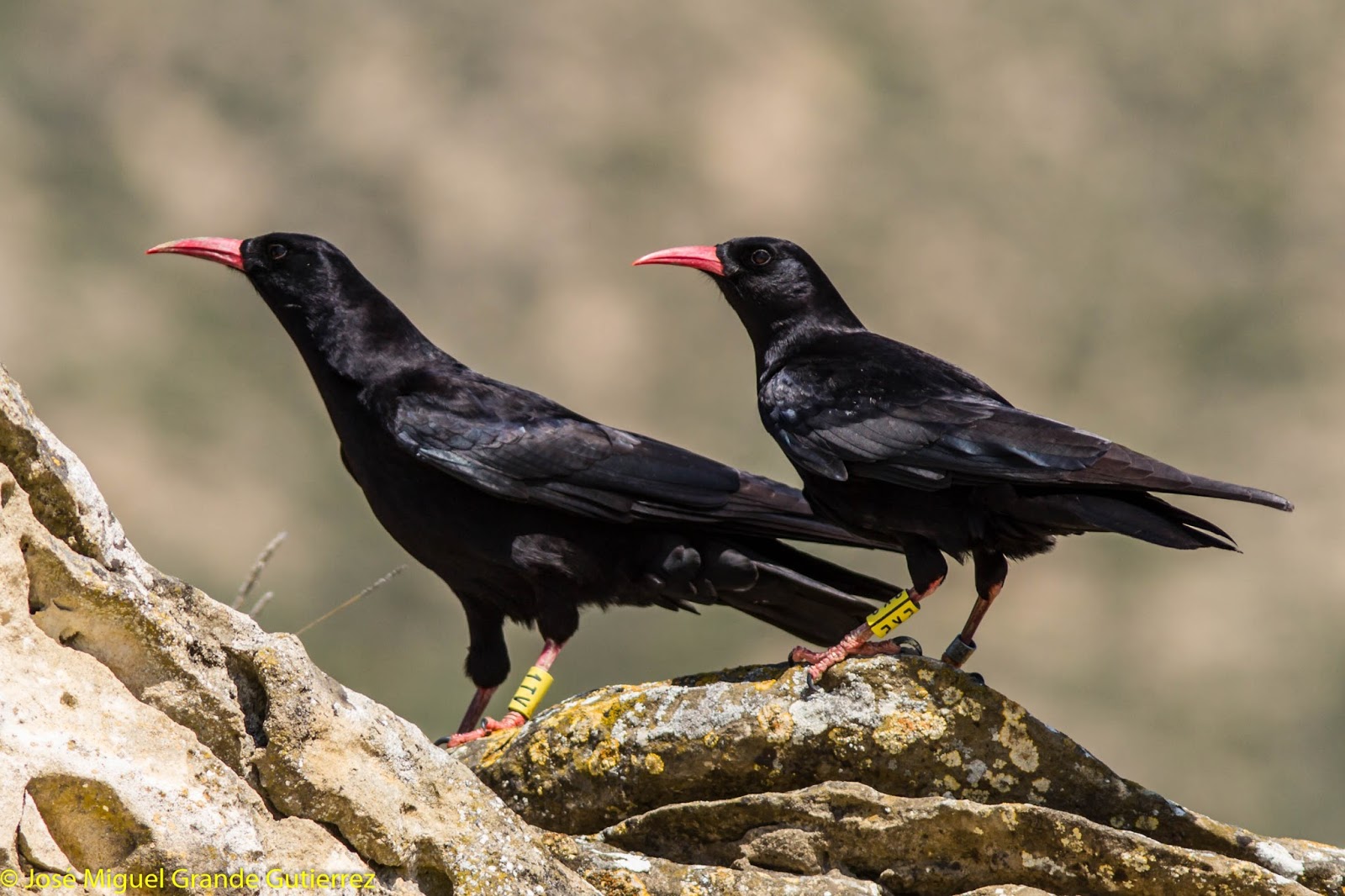 AVES DEL CIELO - BIRDS OF HEAVEN: Chova piquirroja(Pyrrhocorax ...