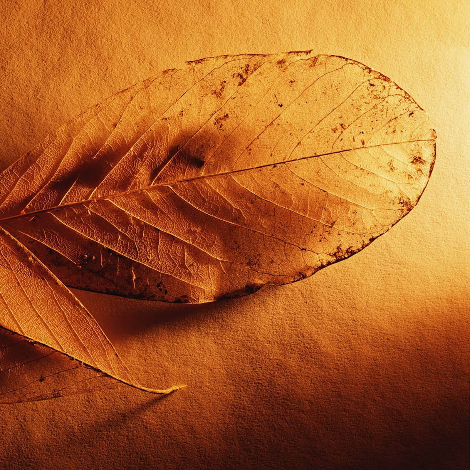 2048 X 2048 Autumn iPad 3 HD Wallpapers