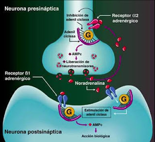 Daniela Roque: Neurotransmisores