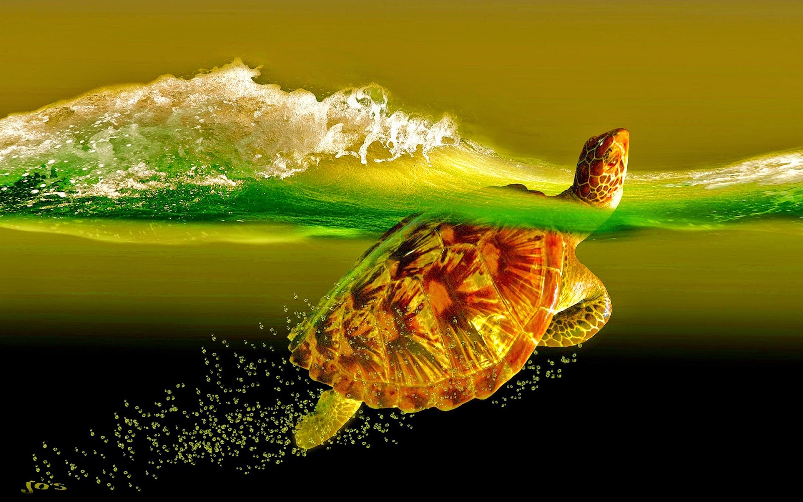 Sea Turtle - HD Wallpapers | Earth Blog