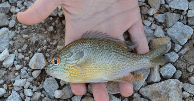 Canoeing In Ohio: Longear Sunfish Next >