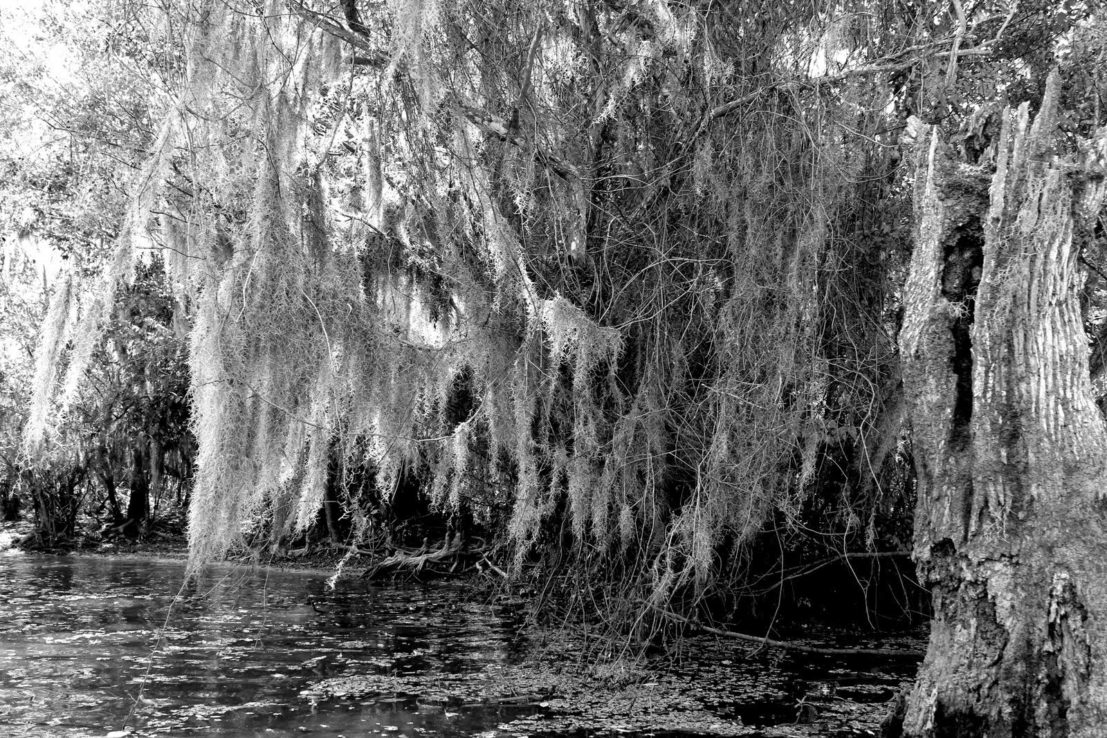 Here and There: LIFE ON THE BAYOU