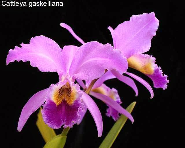 KEINDAHAN ANGGREK CATTLEYA | Tips Petani