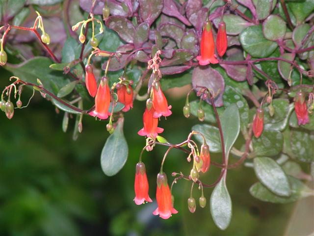 ΚΑΛΑΓΧΟΗ (CORAL FLOWER) photos - wallpapers | the fun bank