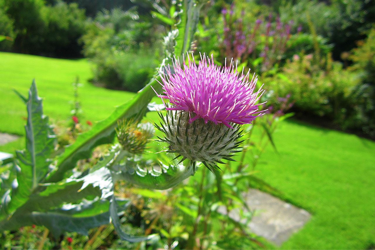 Craigatin House and Courtyard - Pitlochry - Scotland: Summer Garden Flowers