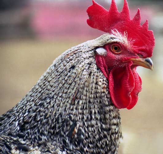 A DIFÍCIL VIDA DO GALO