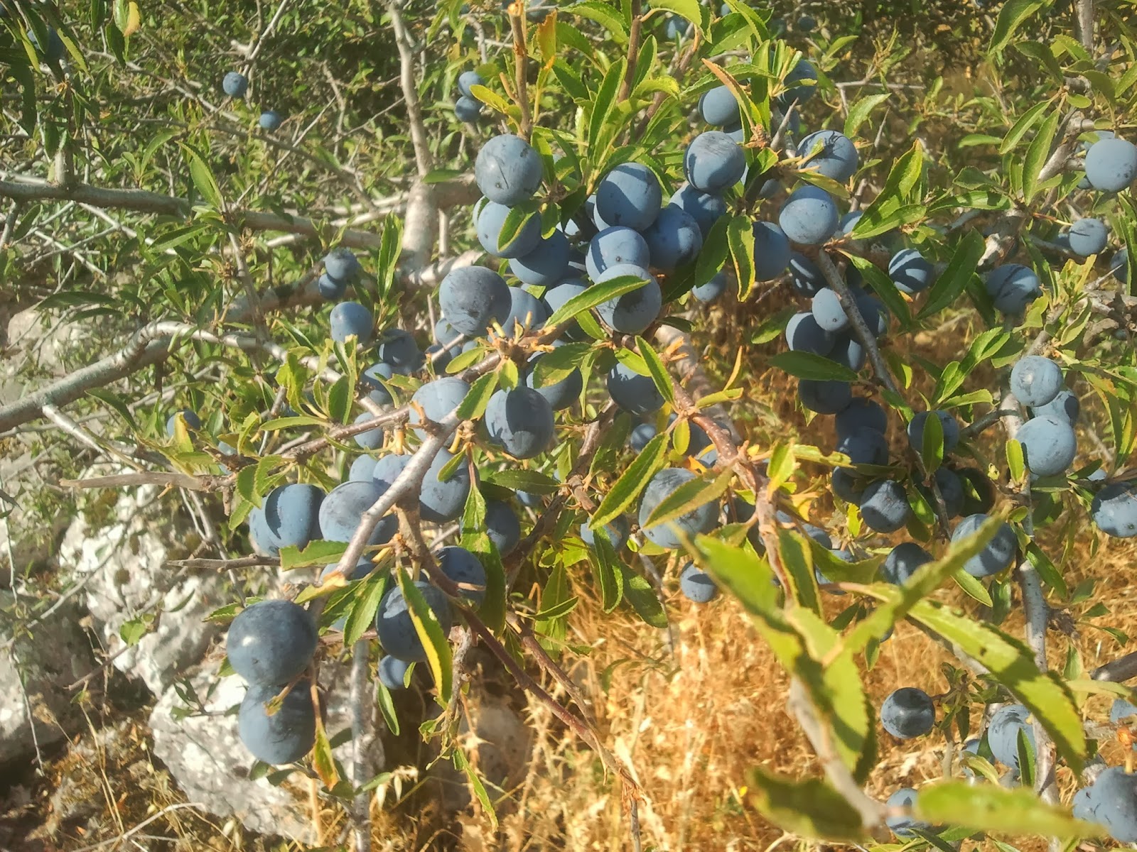 PLANTAR CIENTOS DE ARBOLES: ENDRINO, prunus spinosa