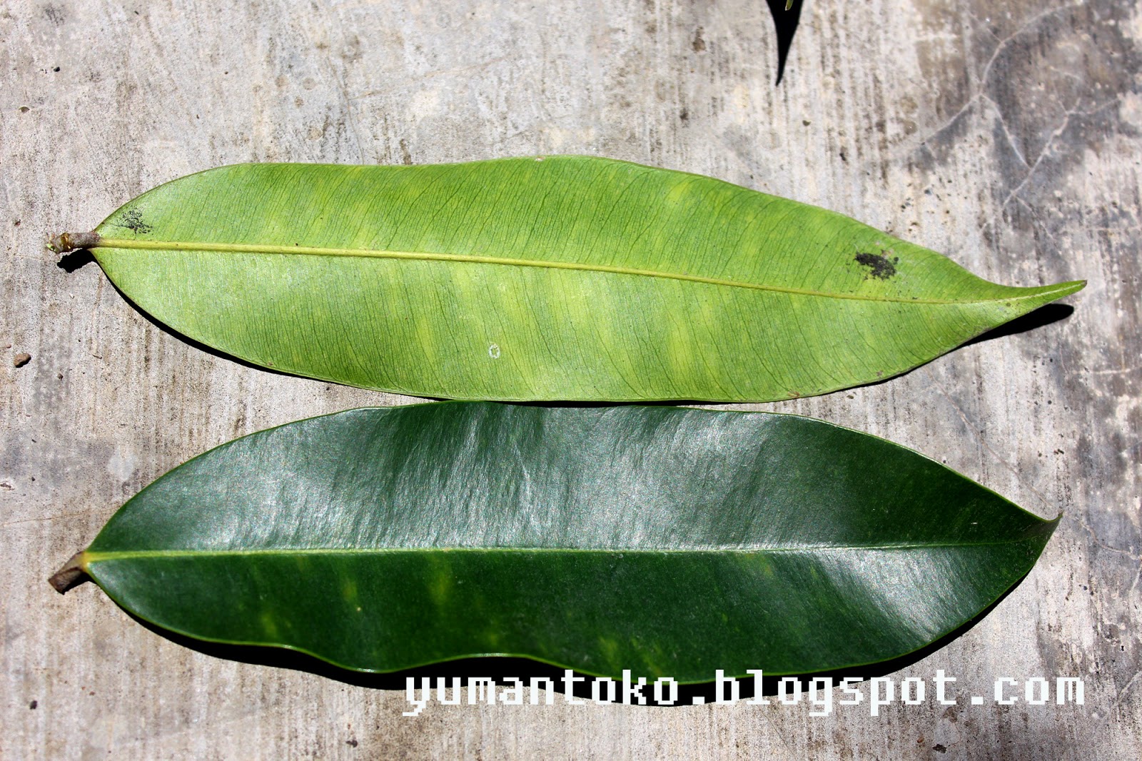 info yummy: Pengusahaan Gaharu (sekilas)