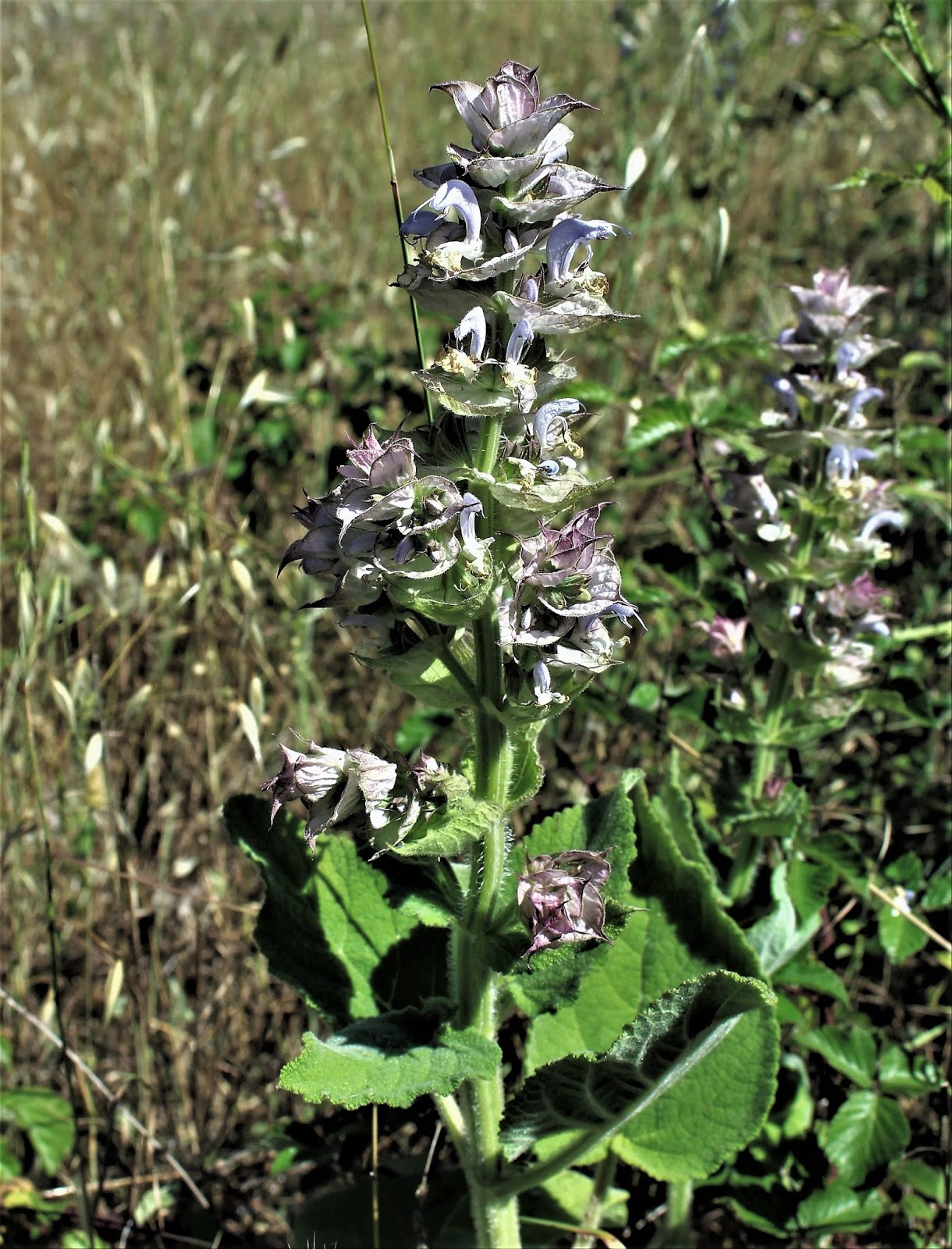 Plantas: Beleza e Diversidade: Salva-esclareia (Salvia sclarea)