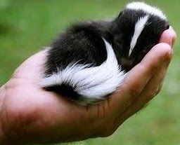 TRès Chichi !: Photos du soir : la moufette