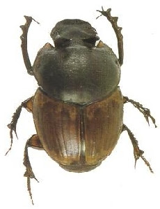 BESOURO - CARACTERÍSTICAS DOS BESOUROS