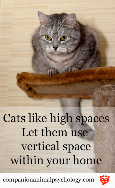 Vertical Space is Good Enrichment for Cats