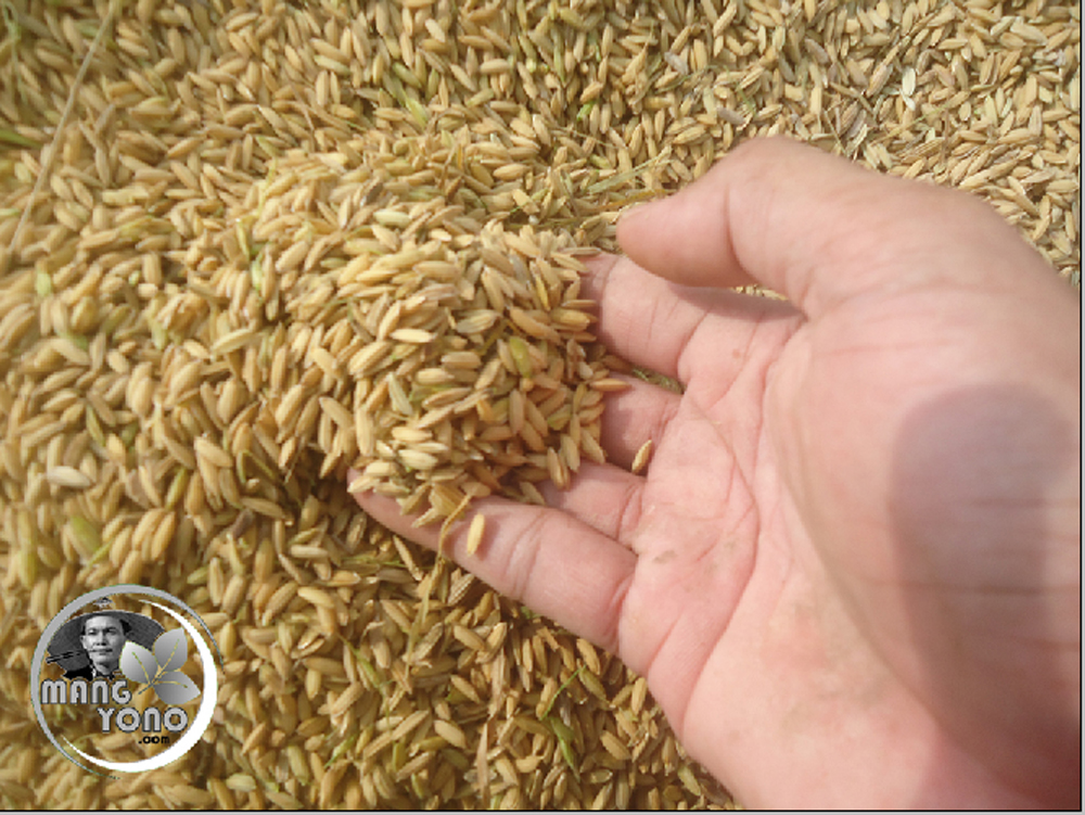 Cara penyimpanan gabah dengan sistem curah