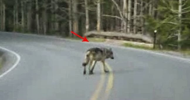 The Fascinating Story Of How Reintroducing Wolves Helped Save ...