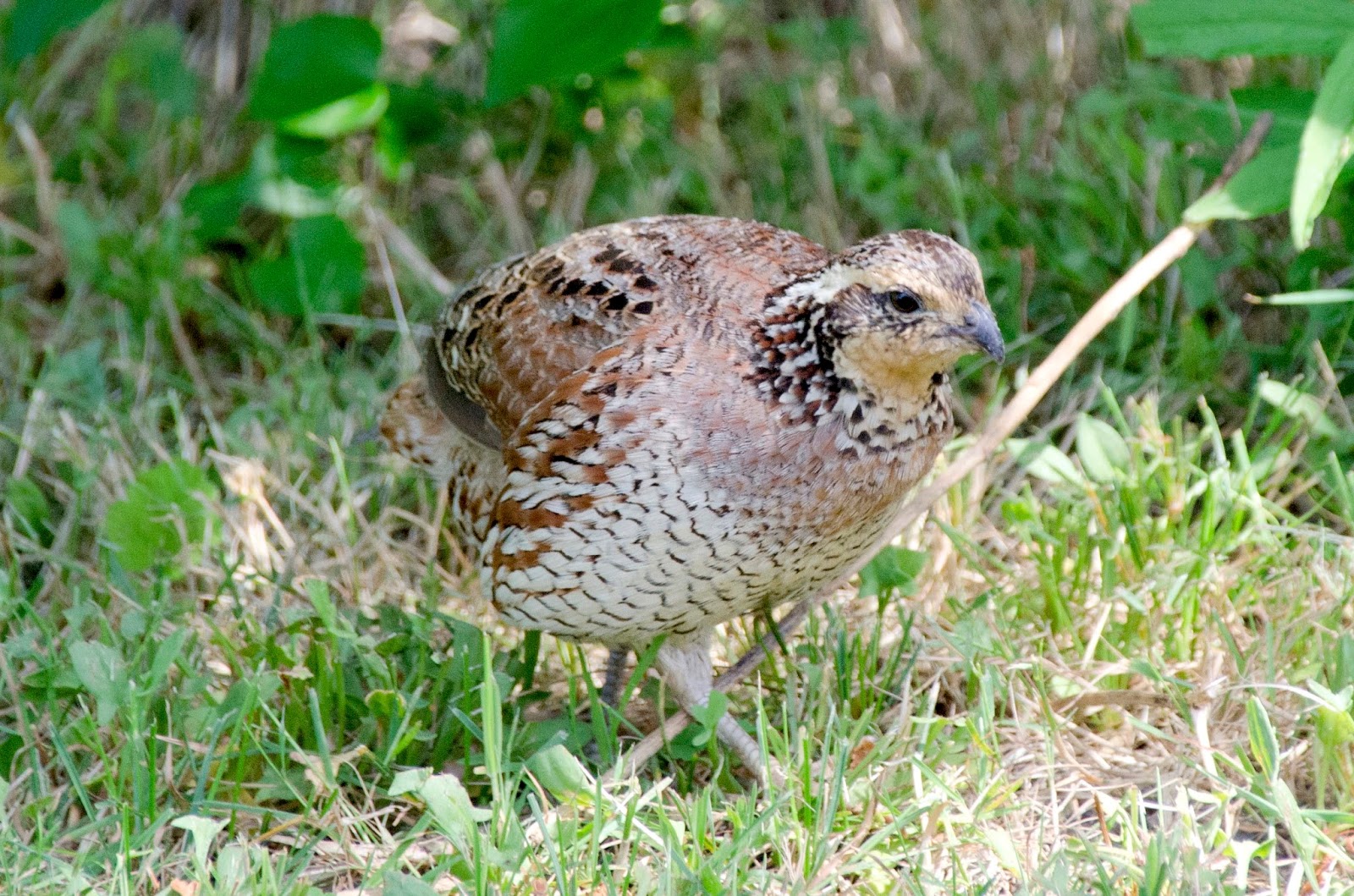 Urban Wildlife Guide: Bobwhite!