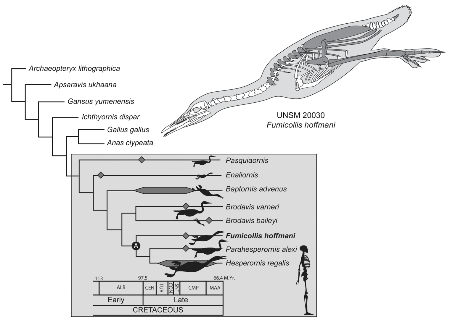 Species New to Science: [PaleoOrnithology • 2015] Fumicollis hoffmani ...