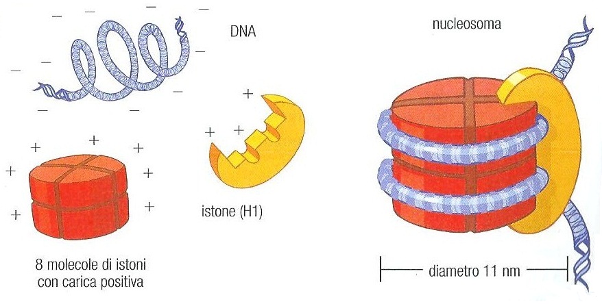 Organizzazione del DNA nei cromosomi