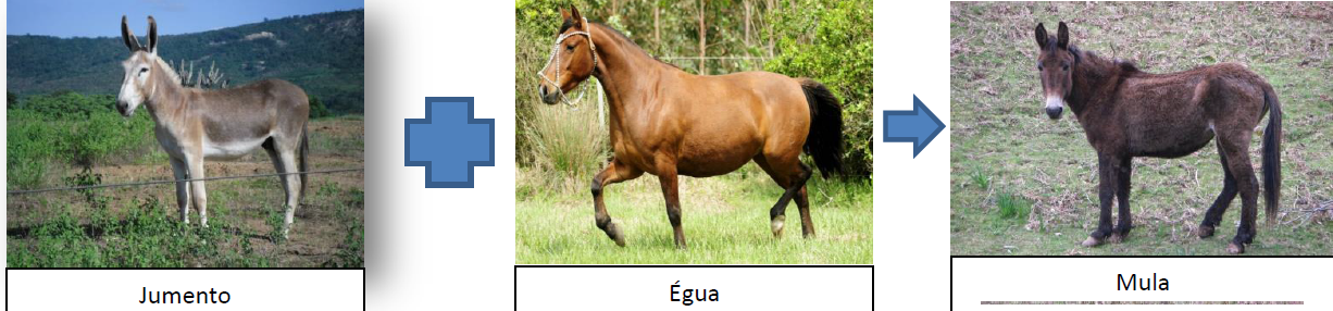 PIBID Biologia S. Dumont: Híbridos