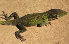 The Crippled animal association