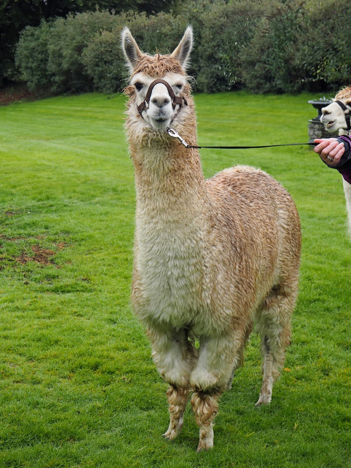 ERIN KAY WILLIAMS: 24 Hours in Keswick; Walking With Alpacas at ...