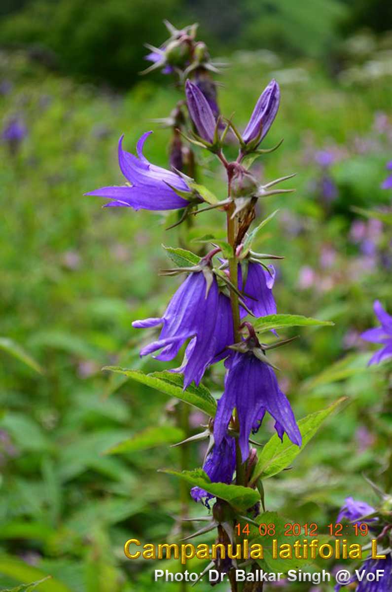 Medicinal Plants: Campanula latifolia