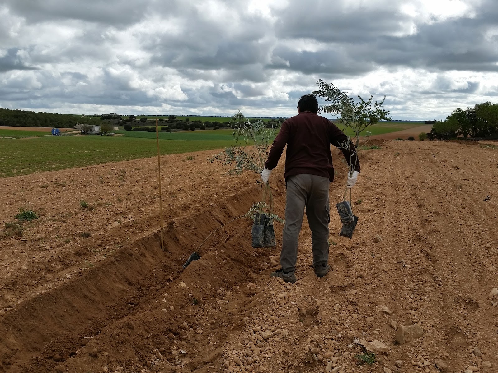 Planting olive trees. Traditional method