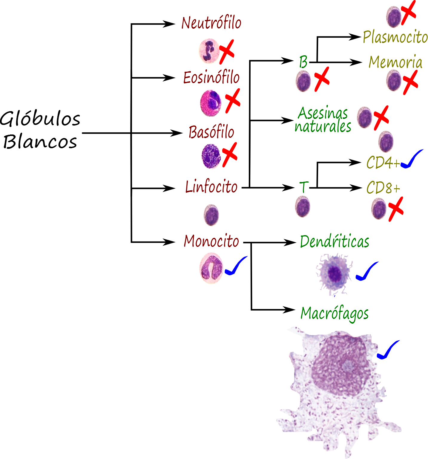 Ciencias de Joseleg: 8 LLAVE DE INGRESO DEL VIH A LA CÉLULA, EL TROPISMO